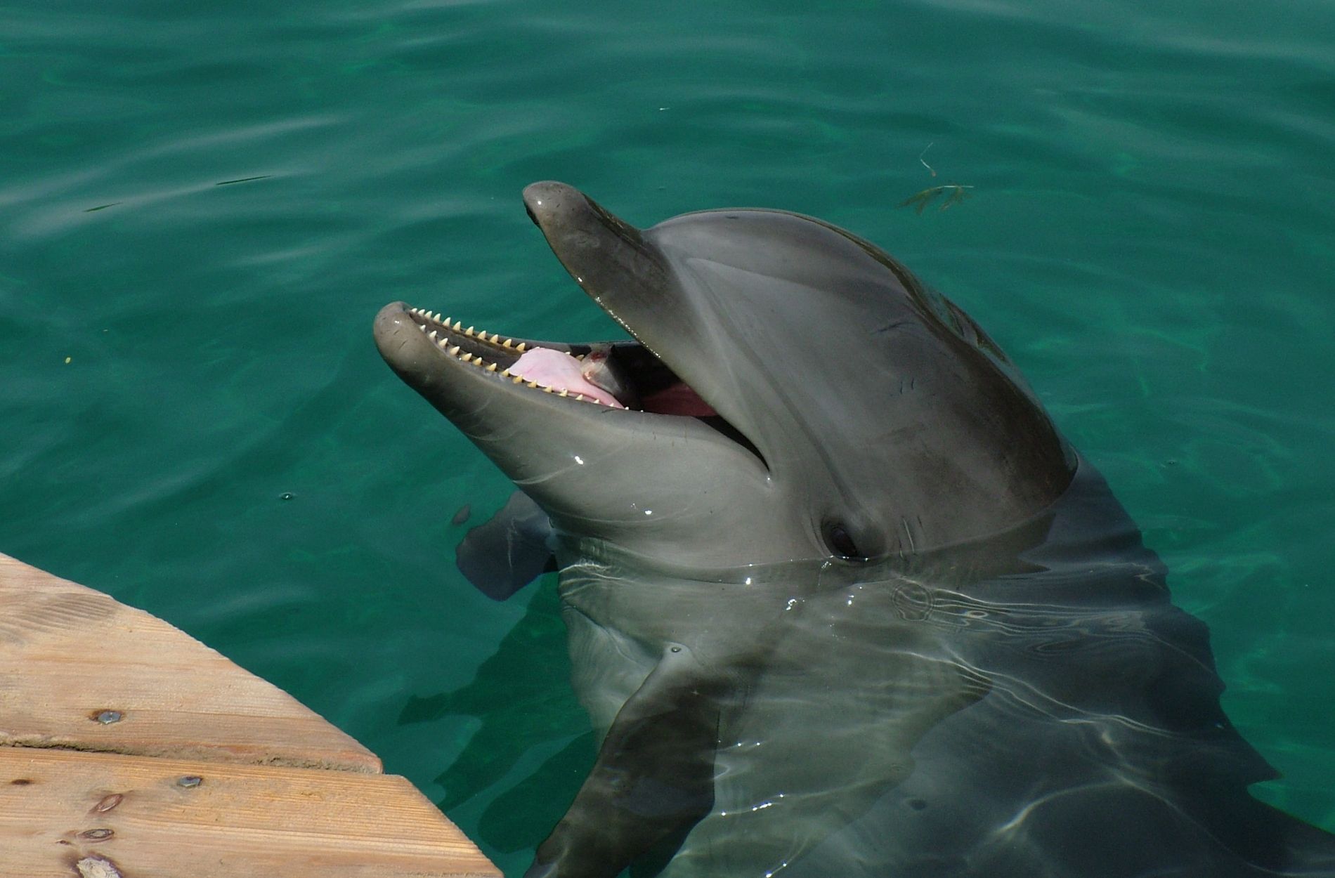 Encuentro con Delfines